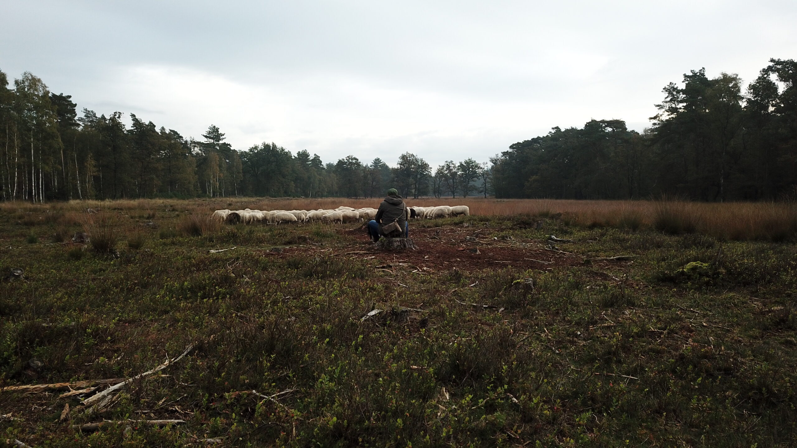 Veluwse kuddedieren - Een oase in het Heerderdal